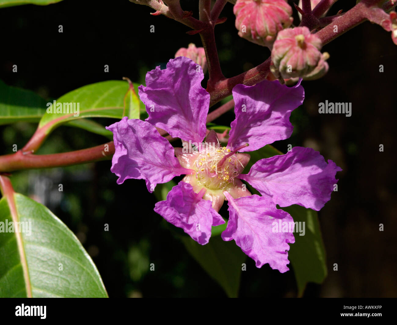 Lagerstroemia lagerstroemia speciosa lythraceae tree hi-res stock ...