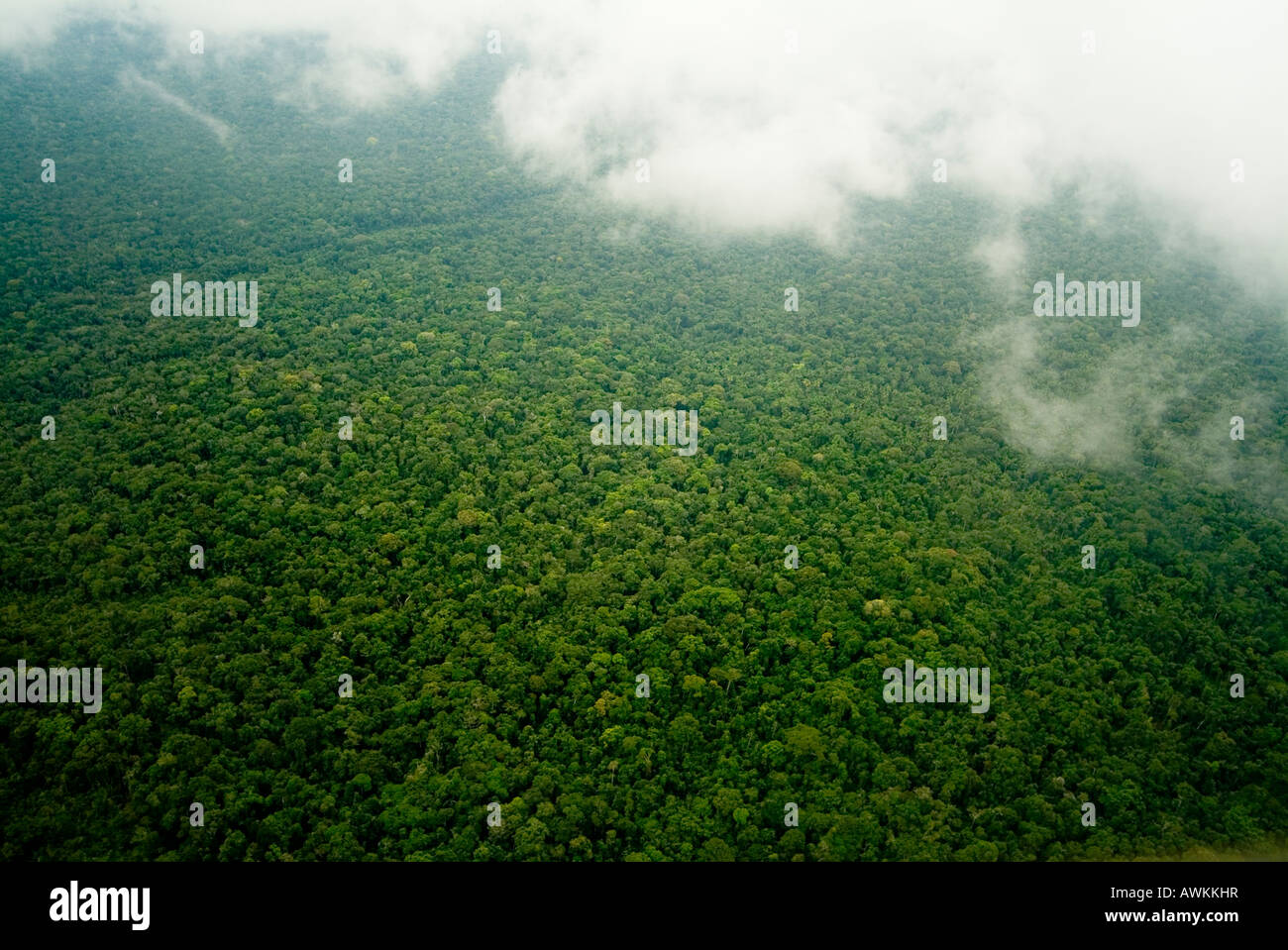 Amazon Rainforest aerial Peru Stock Photo - Alamy
