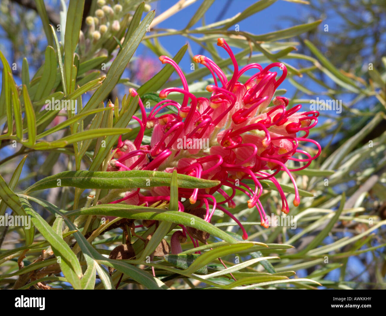 Australian grevillea shrub flowers hi-res stock photography and images ...