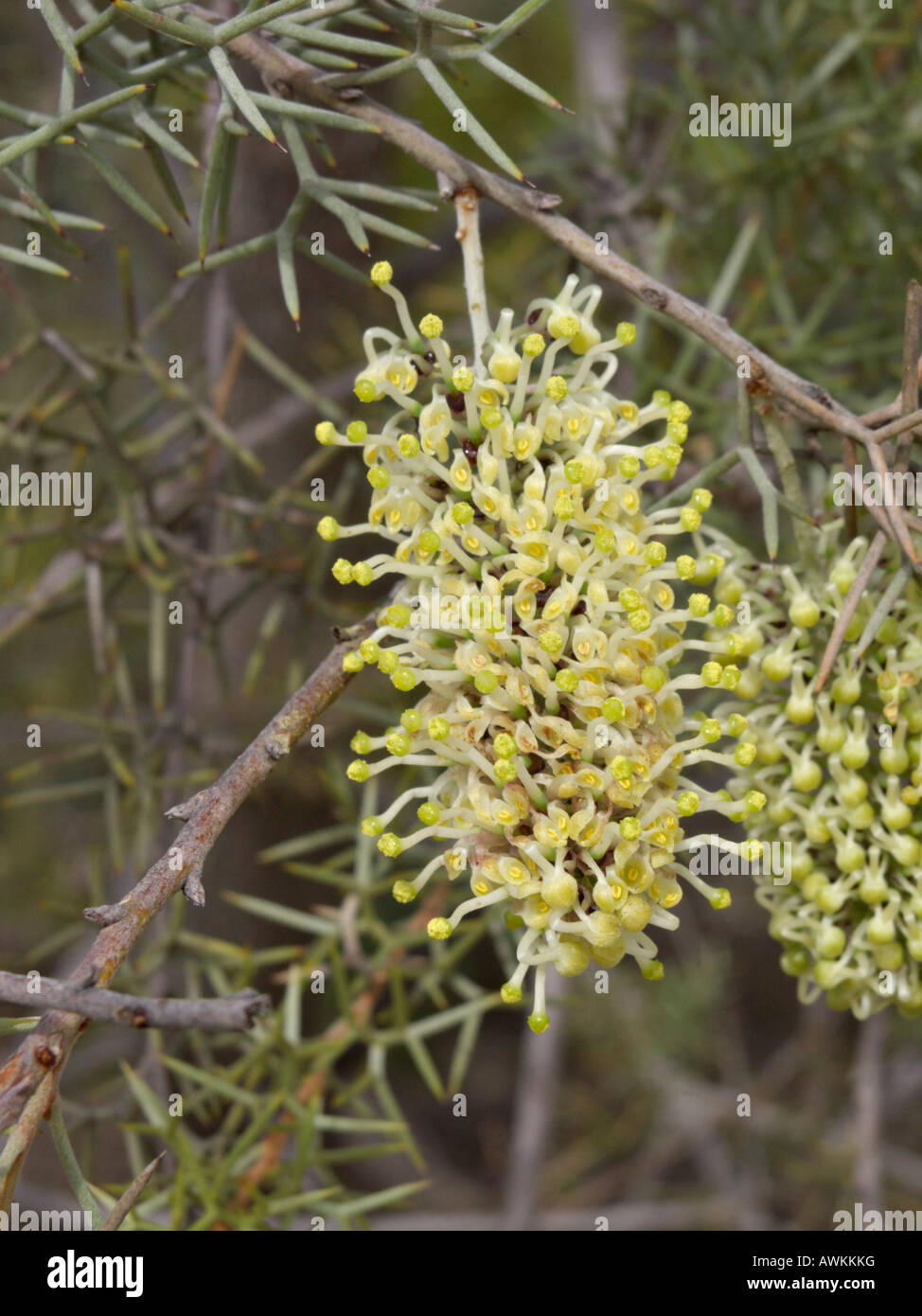 Hakea flower hi-res stock photography and images - Alamy