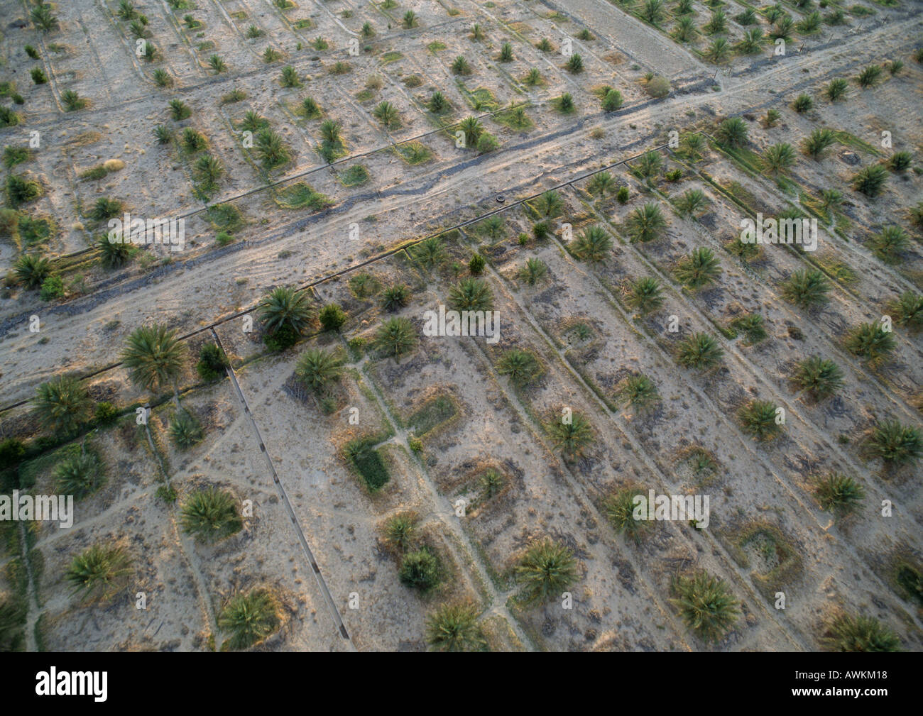 Row of palmtrees hi-res stock photography and images - Alamy