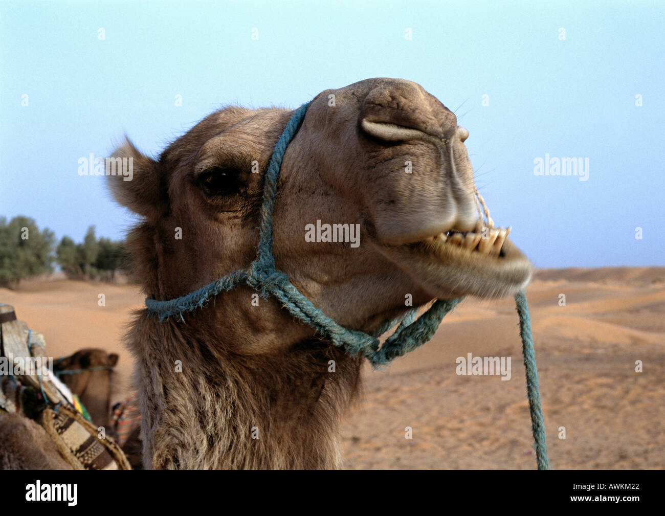 Camel tied to rope hi-res stock photography and images - Alamy