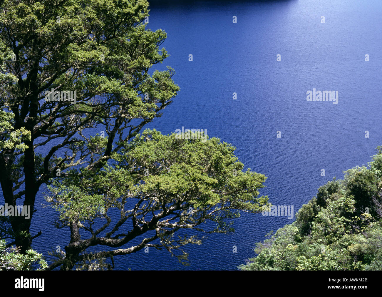 New Zealand, tree overlooking water, high angle view Stock Photo - Alamy