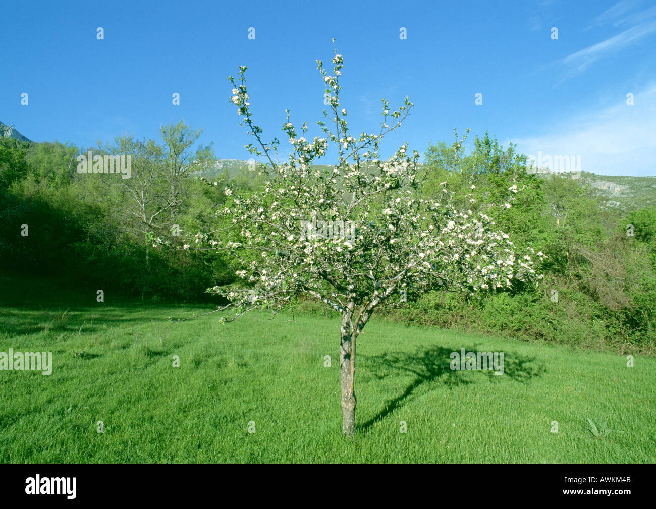 Fruit tree in bloom in grassy clearing Stock Photo - Alamy