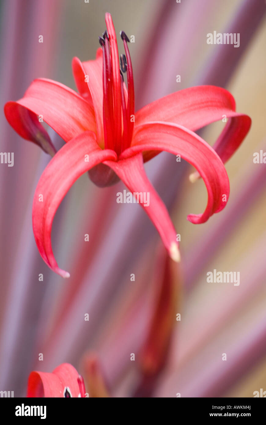 Brunswigea Josephiniae Josephine Lily High Resolution Stock Photography ...