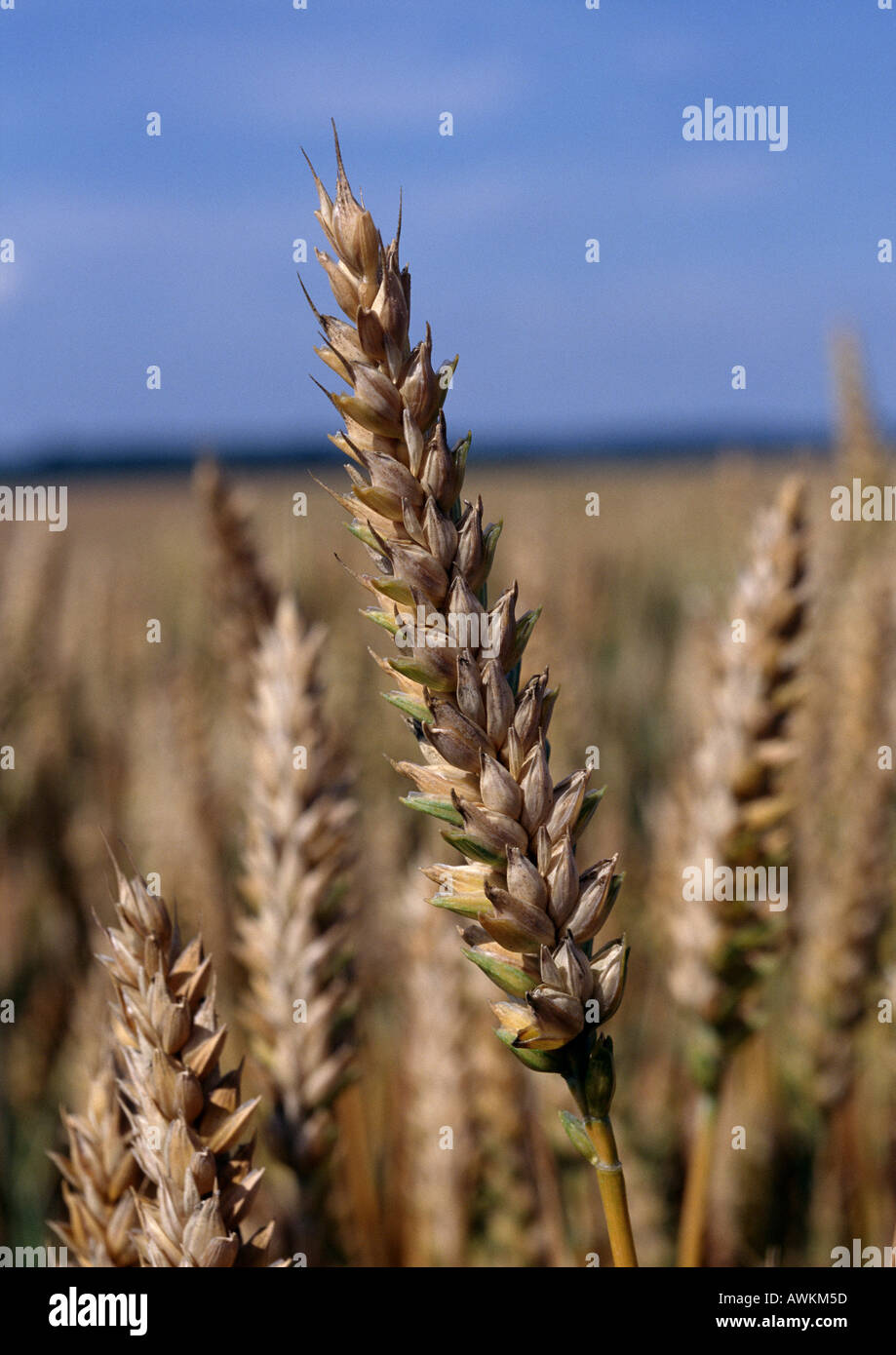 Wheat Husks High Resolution Stock Photography and Images - Alamy