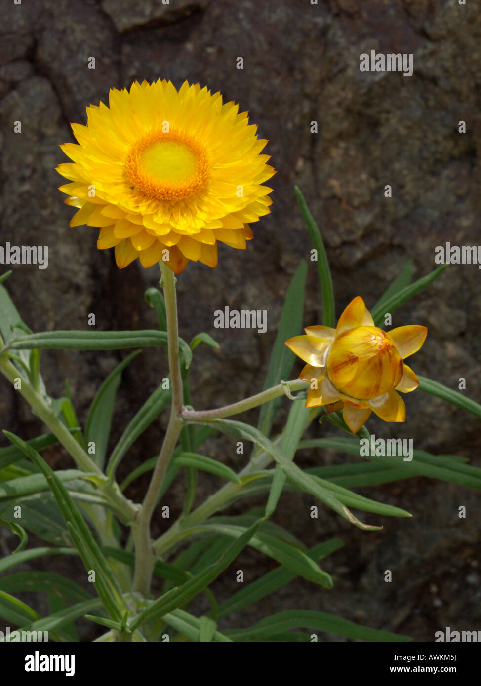 Golden everlasting flowers hi-res stock photography and images - Alamy