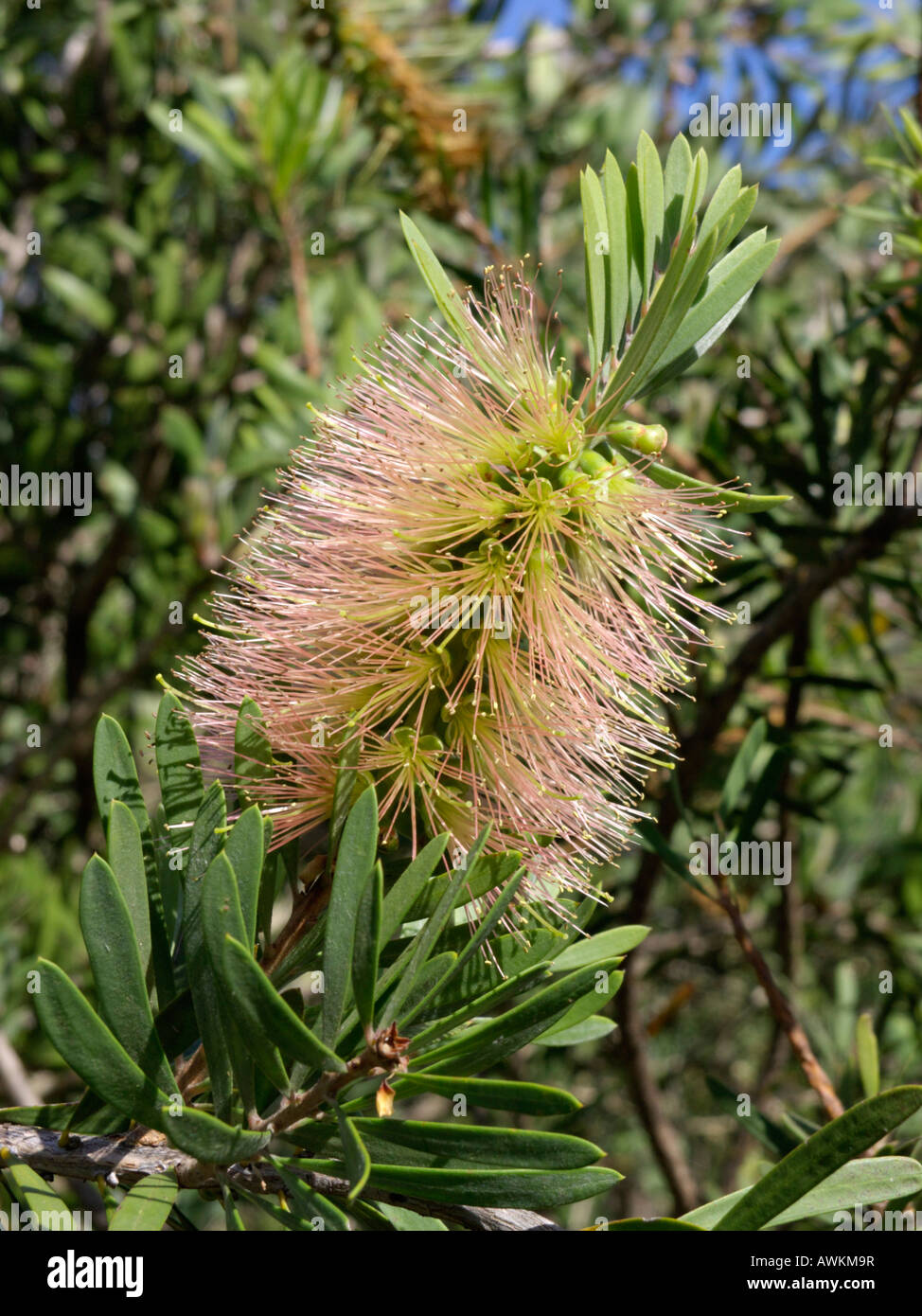 Bronze wing hi-res stock photography and images - Alamy