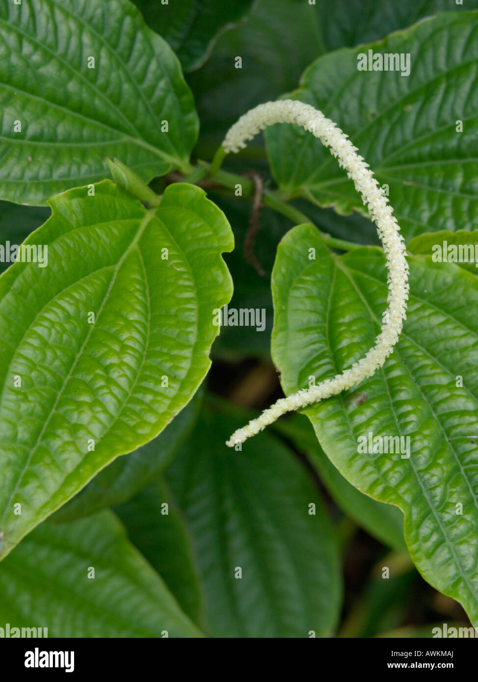 Piperaceae hi-res stock photography and images - Alamy