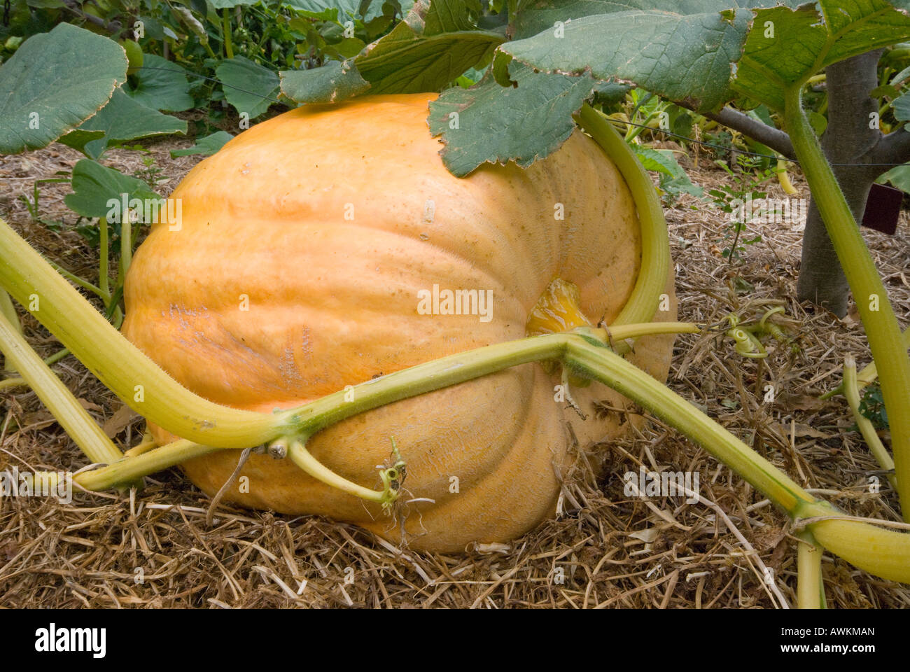 Giant pumpkin cucurbita maxima Stock Photo - Alamy