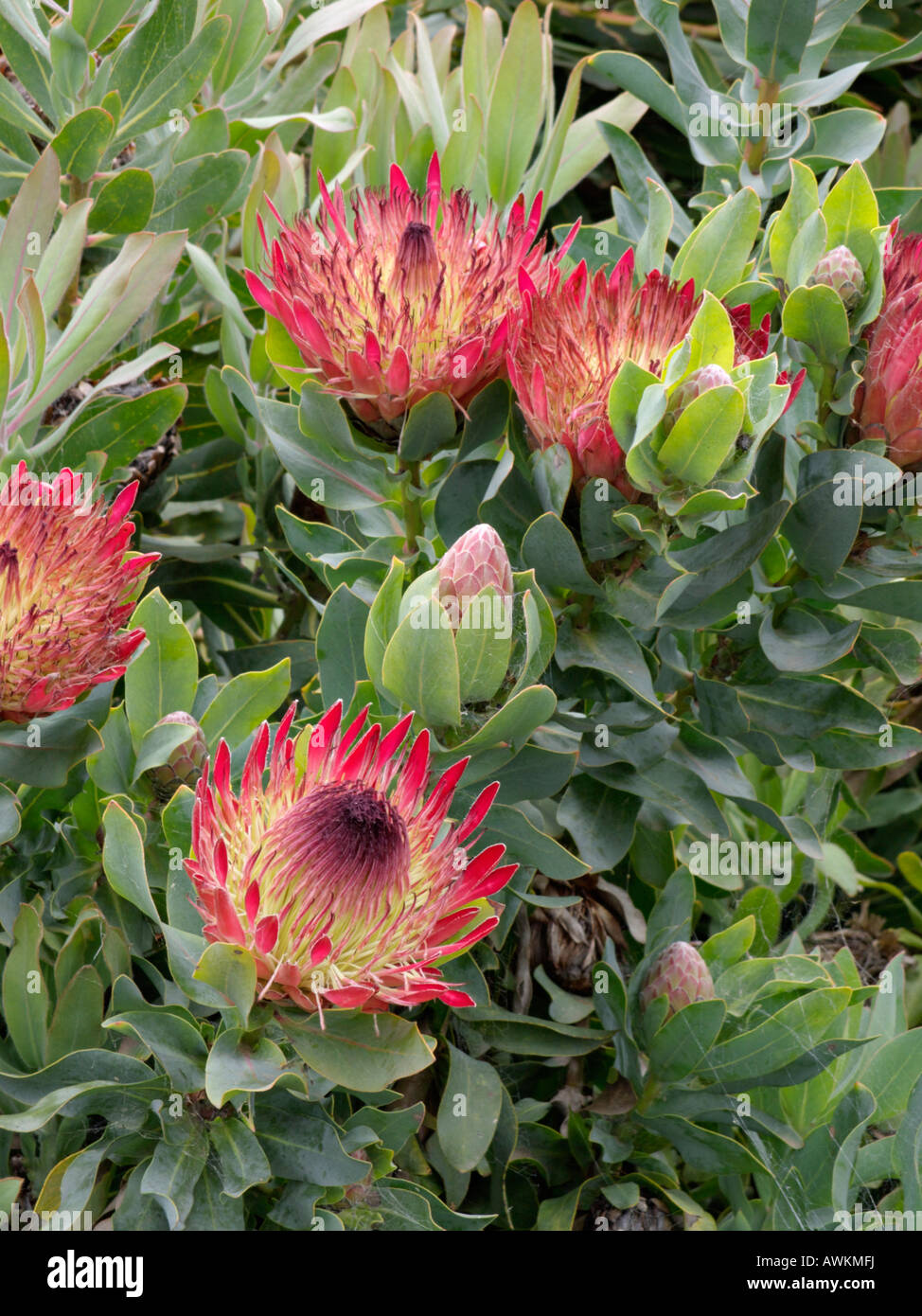 Protea hi-res stock photography and images - Alamy