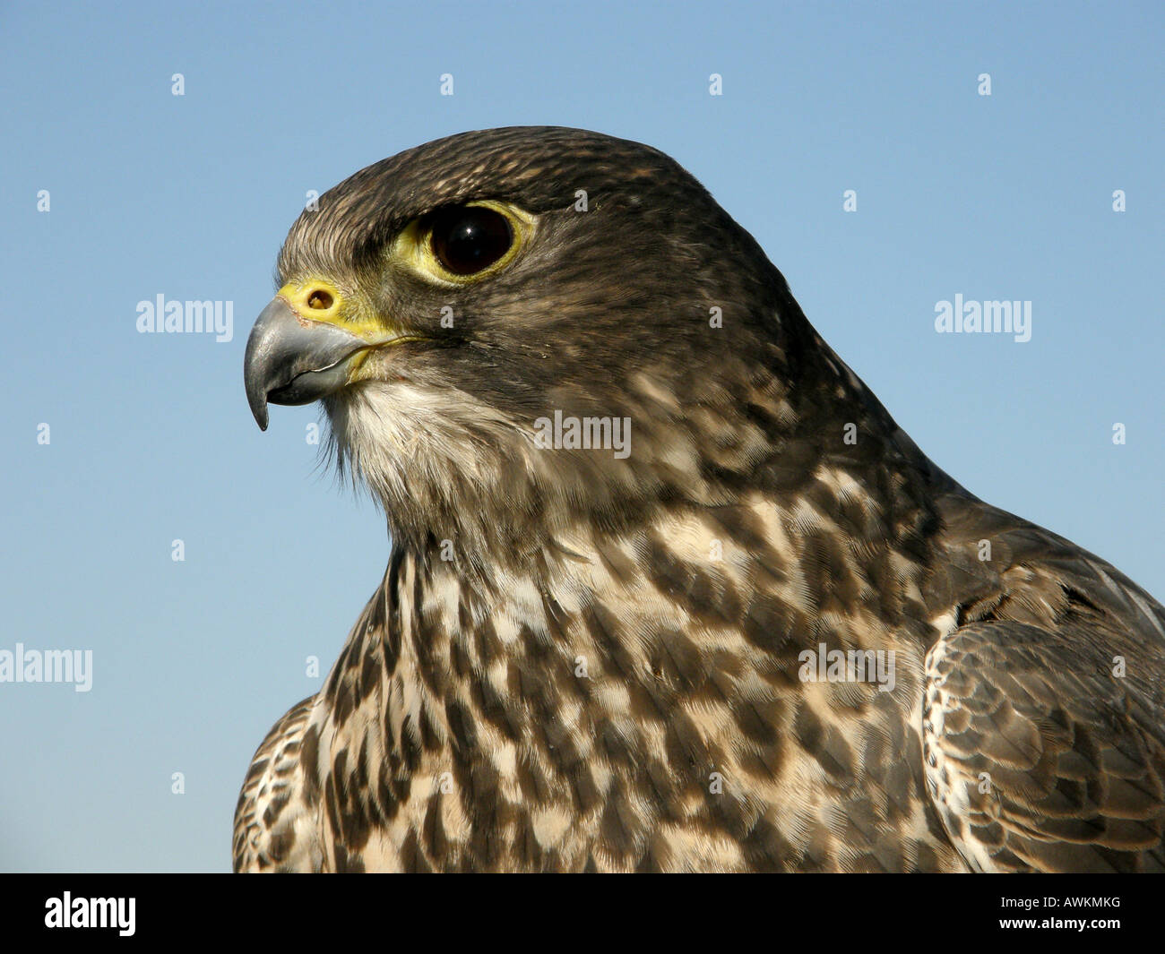 head and shoulders portrait of saker cross falcon Stock Photo - Alamy