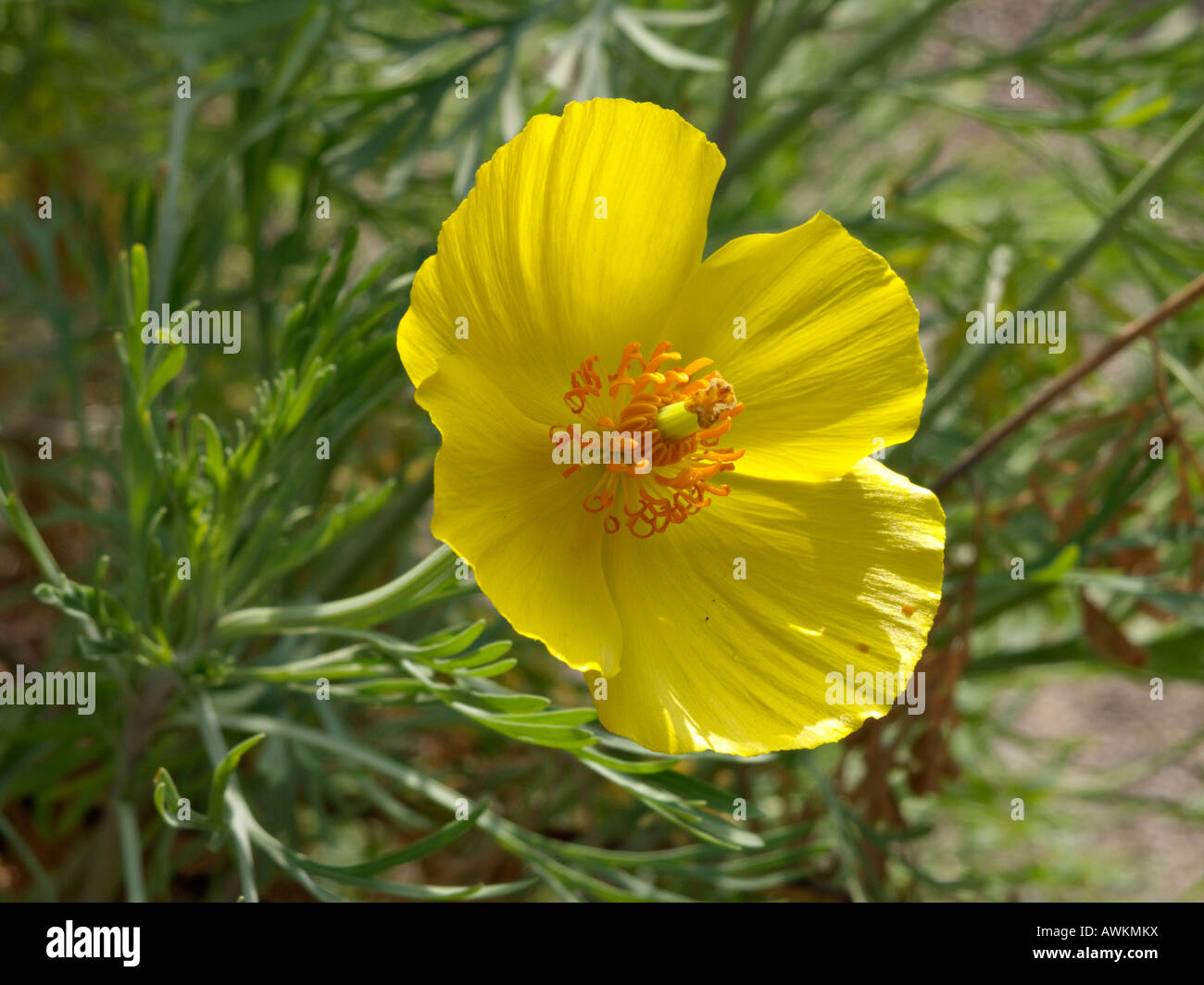 Mexican tulip poppy (Hunnemannia fumariifolia Stock Photo - Alamy