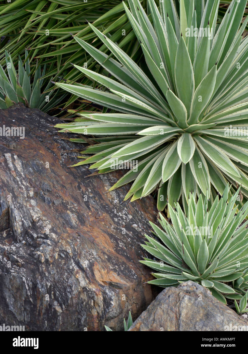Agave plant hi-res stock photography and images - Alamy