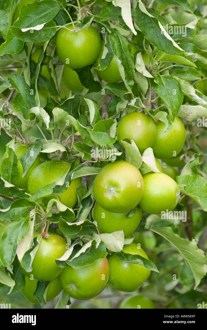 A laden bough of Granny Smith apples Stock Photo - Alamy
