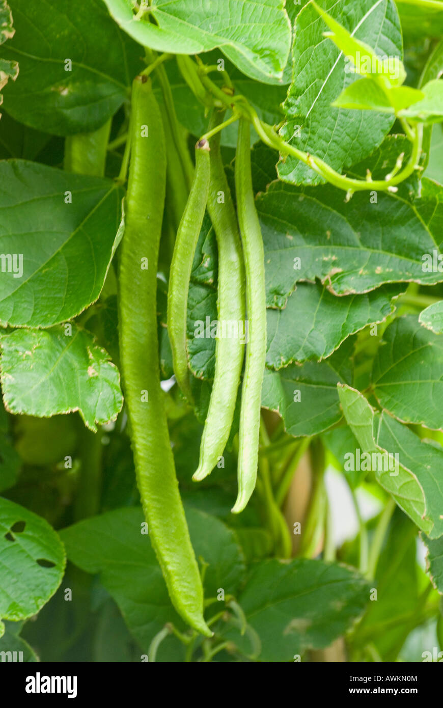 Scarlet runner beans hi-res stock photography and images - Alamy