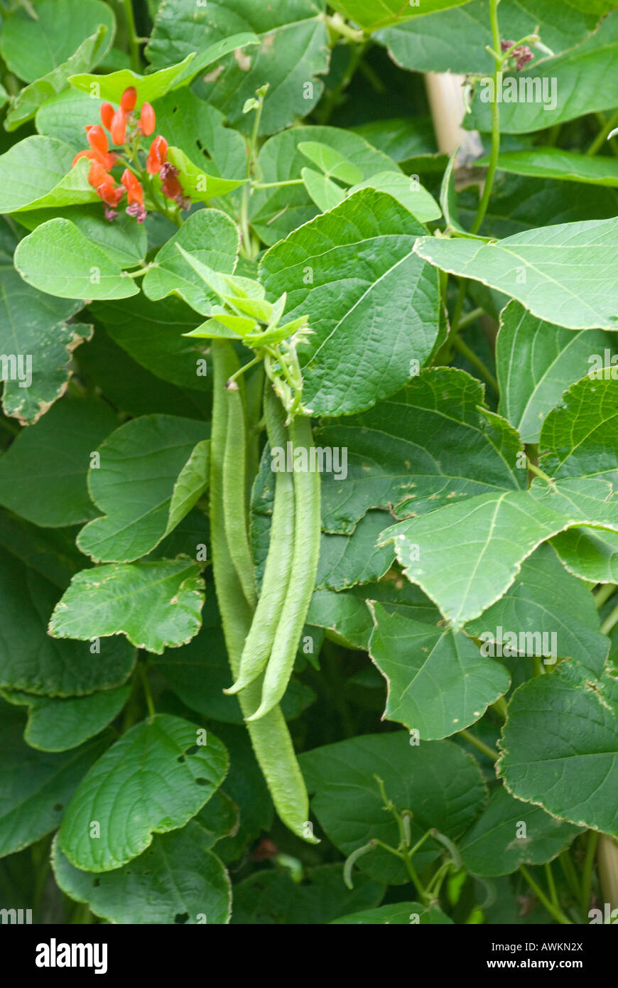 Scarlet runner beans hi-res stock photography and images - Alamy