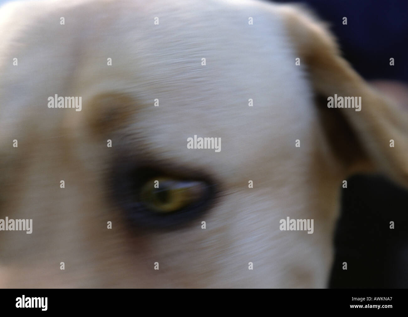 Extreme close up dog eye animal eye hi-res stock photography and images ...