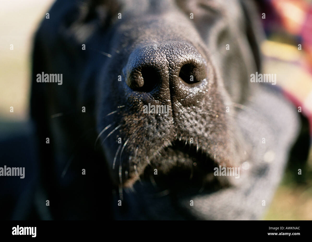 Black dog's nose Stock Photo - Alamy
