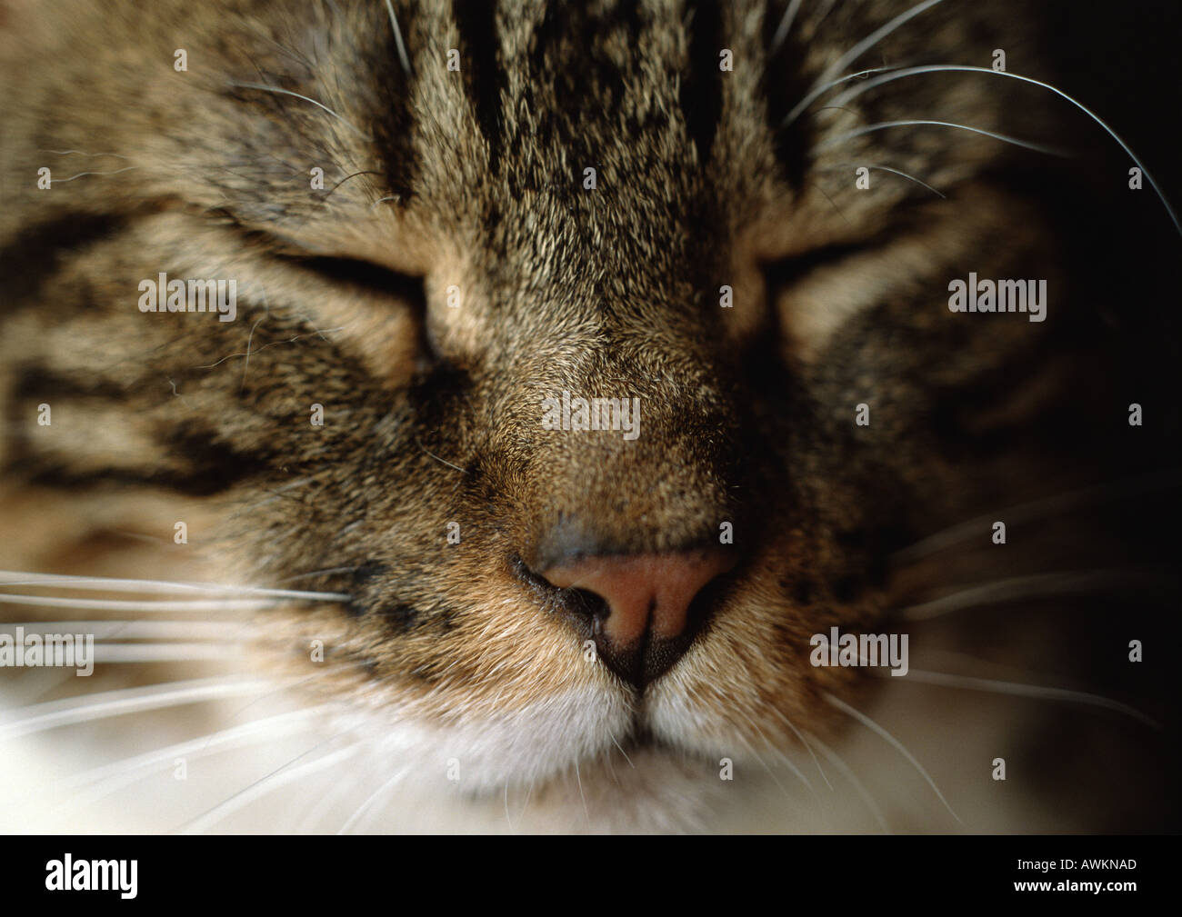 Sleeping cat's face, close-up Stock Photo - Alamy