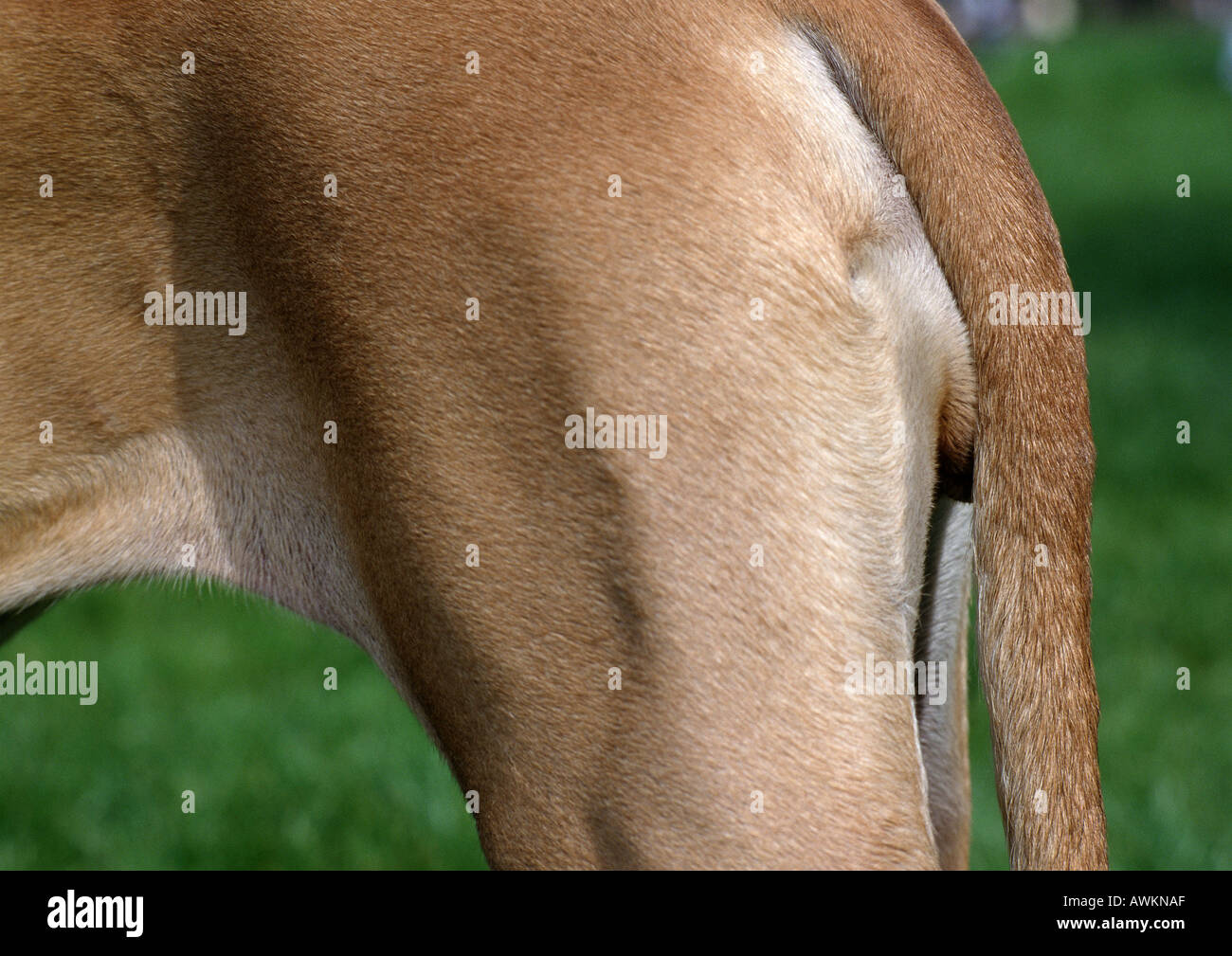 Dog's hind legs, close-up Stock Photo - Alamy
