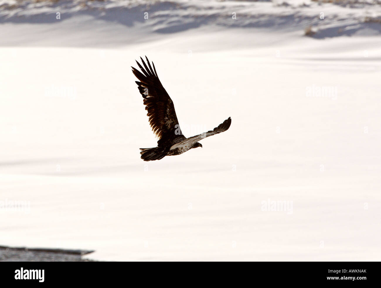 Bald Eagle flying over river Stock Photo - Alamy