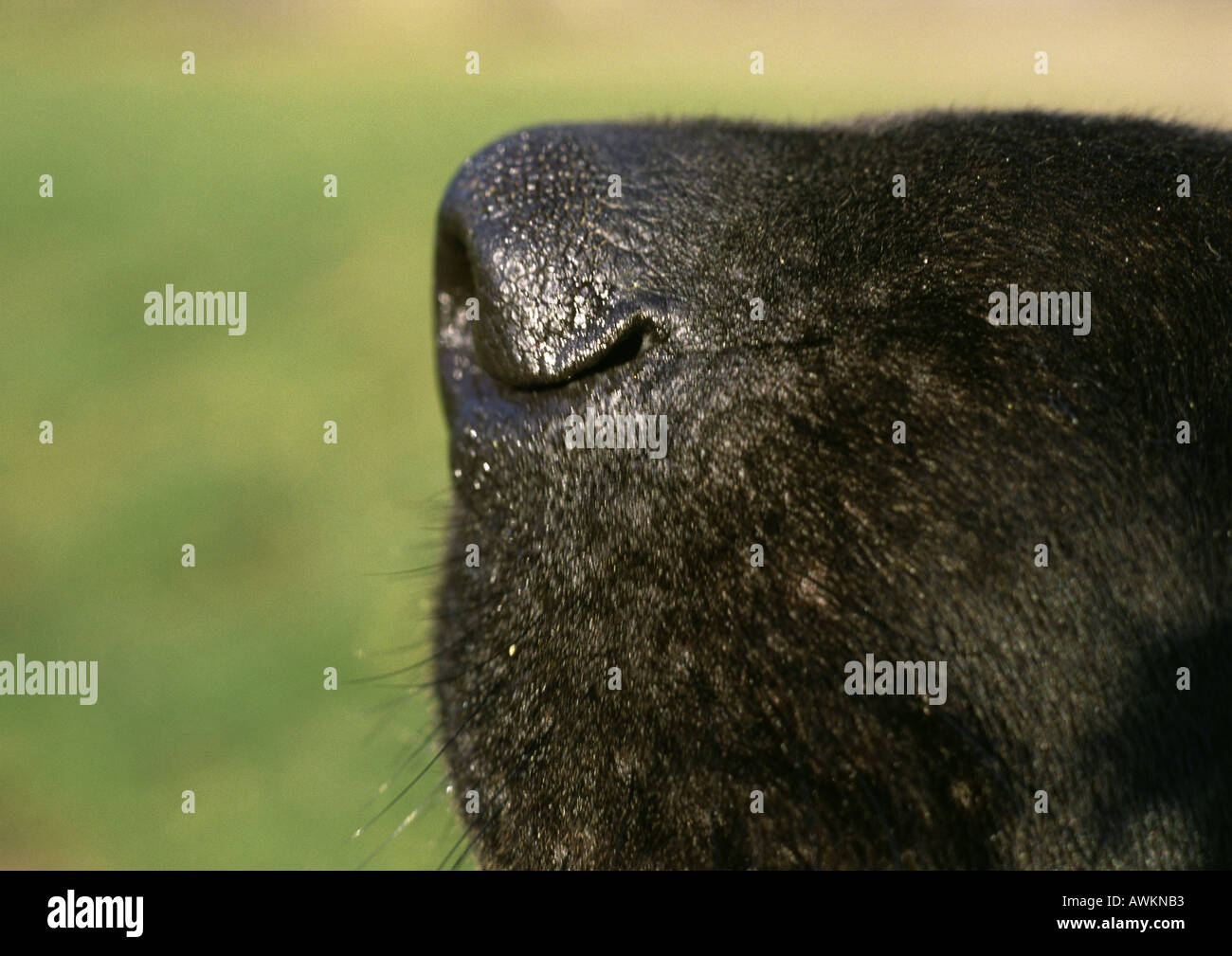 Black dog's nose side view, close-up Stock Photo - Alamy Black dog's nose side view, close-up Stock Photo - Alamy