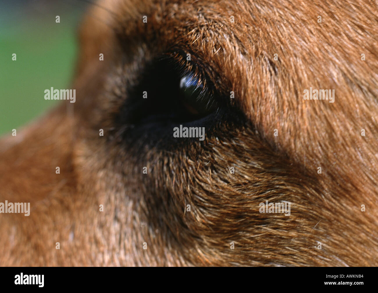 Brown dog's eye, side view Stock Photo - Alamy
