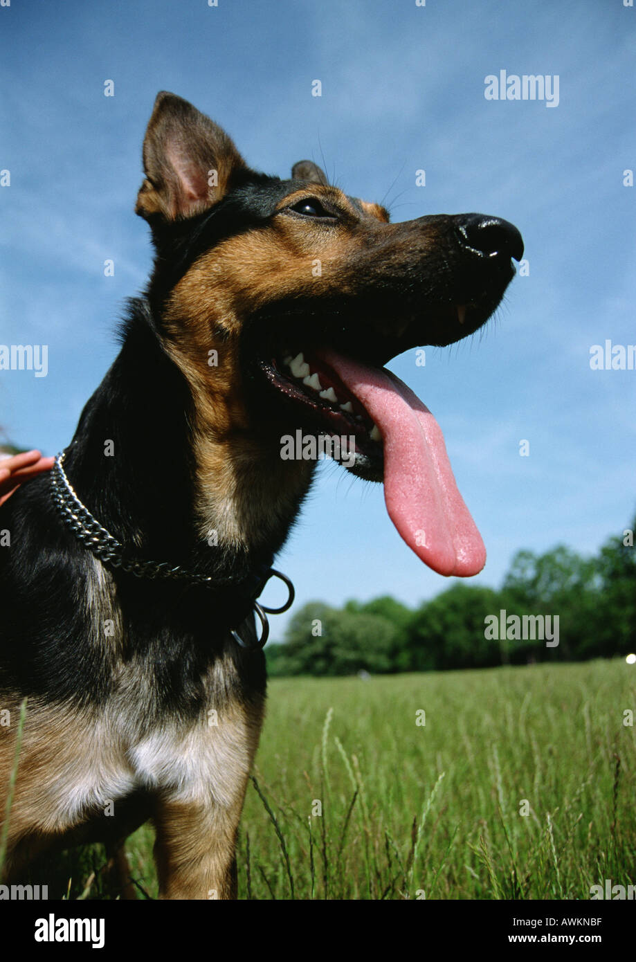German shepherd, panting Stock Photo - Alamy