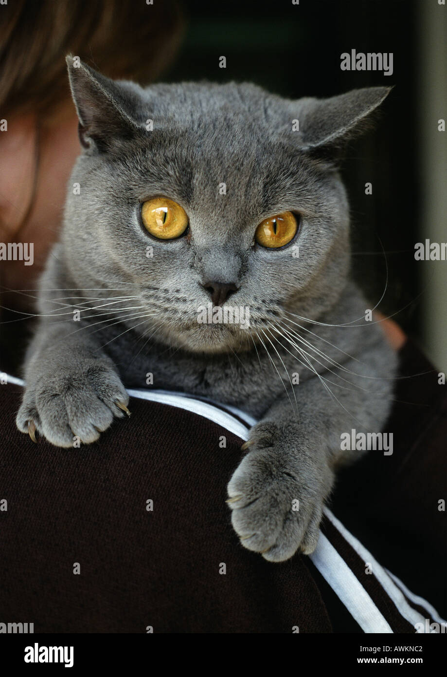Chartreux cats hi-res stock photography and images - Alamy