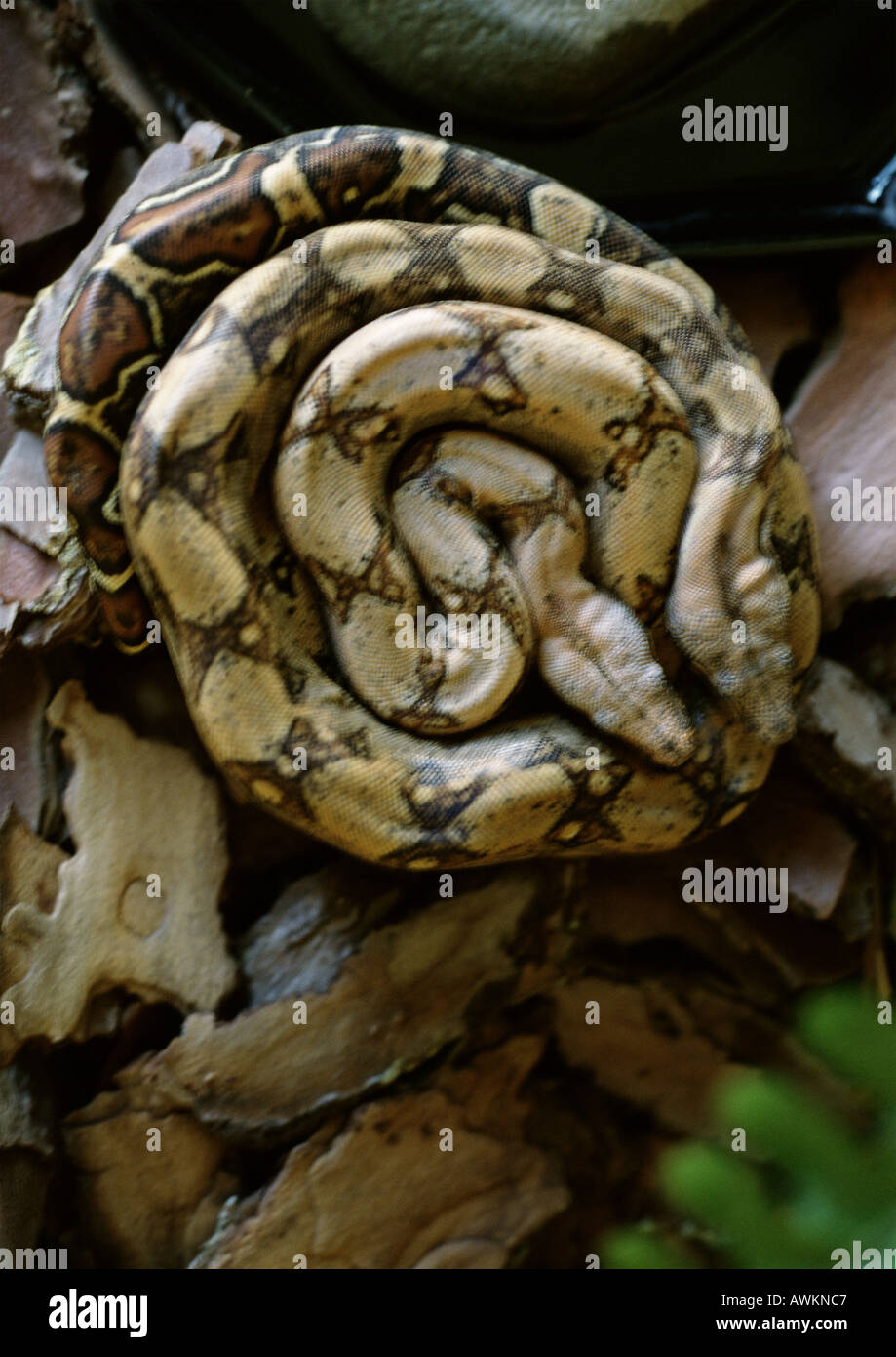 Two curled snakes hi-res stock photography and images - Alamy