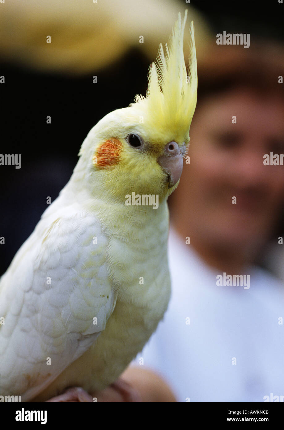 Parakeet, person blurred in background Stock Photo - Alamy