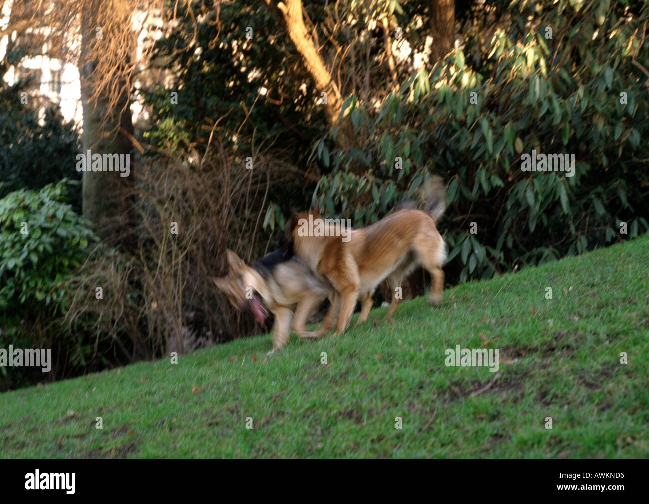 Two dogs playing on grass outside Stock Photo - Alamy