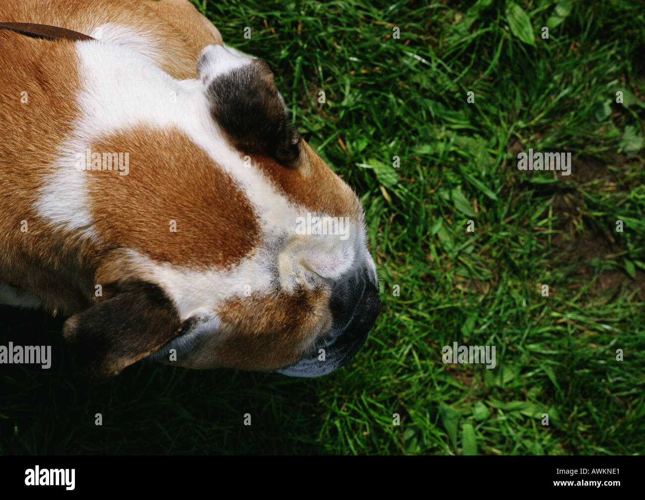 Bull dog images hi-res stock photography and images - Alamy