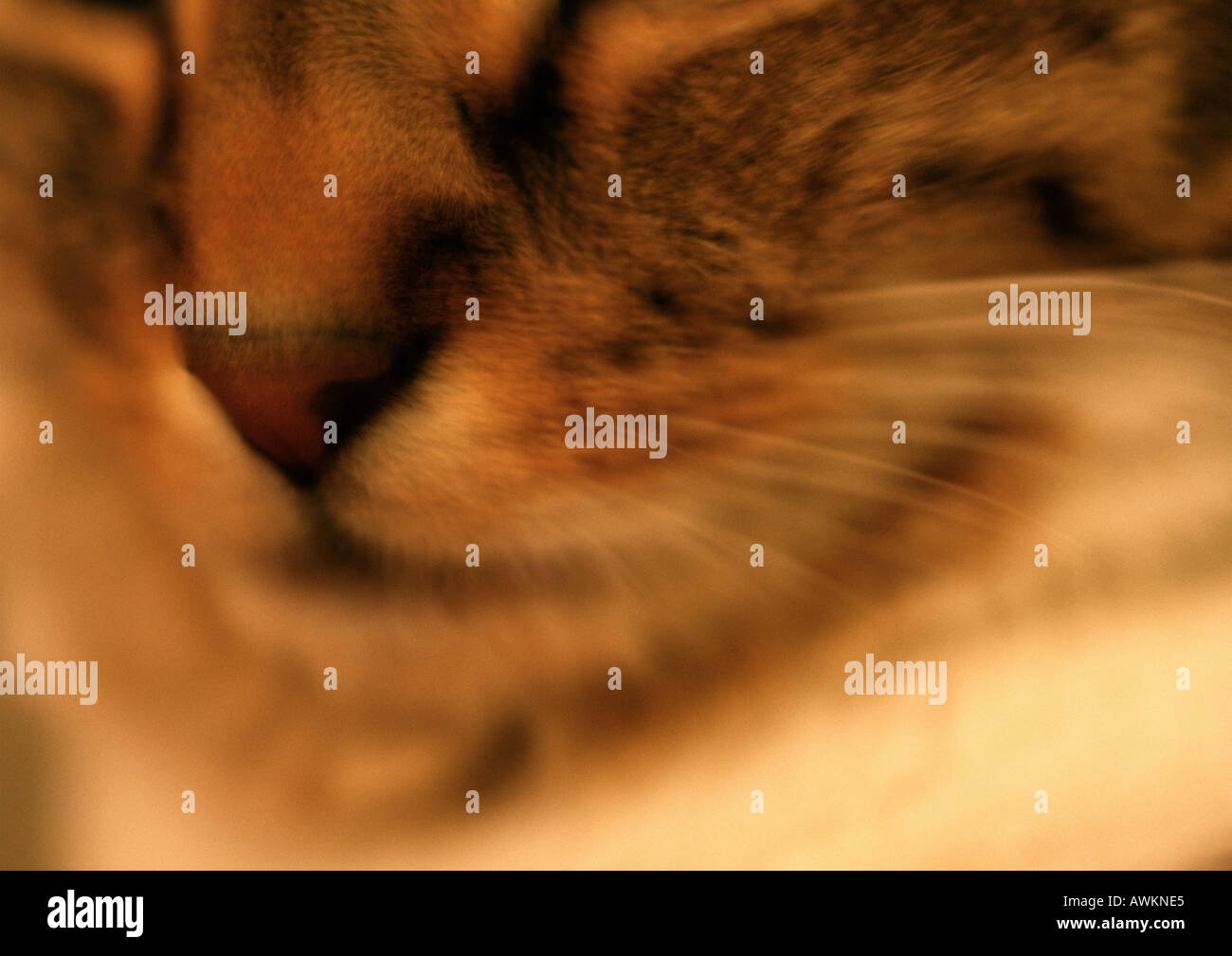 Cat's face, close up, blurry Stock Photo - Alamy