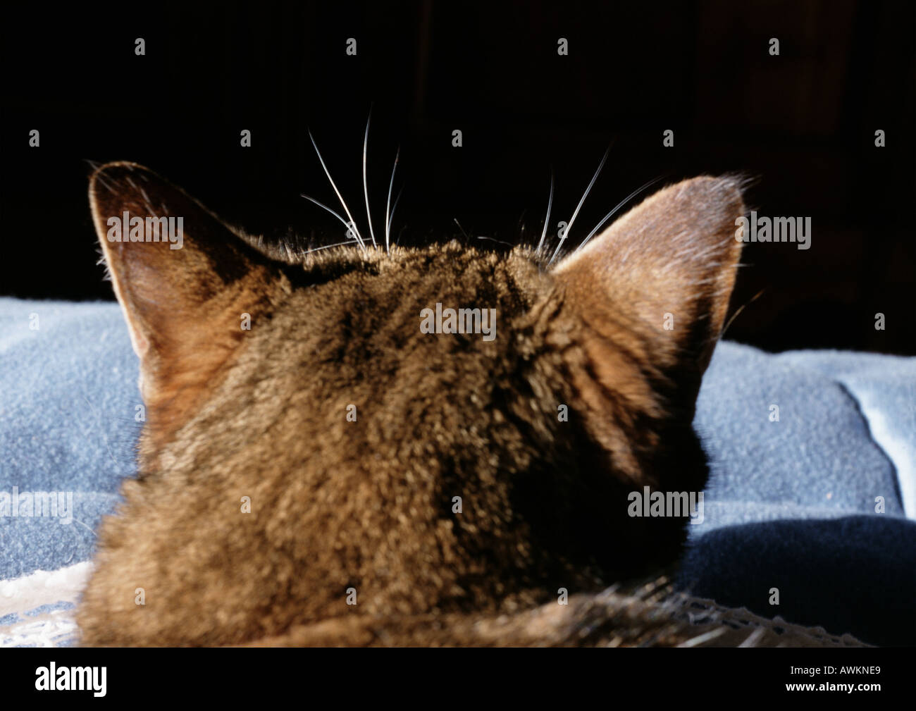 Back of cat's head Stock Photo - Alamy