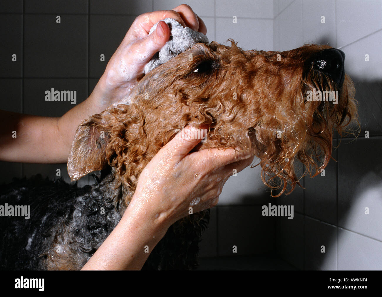 Washing hands animals hi-res stock photography and images - Alamy