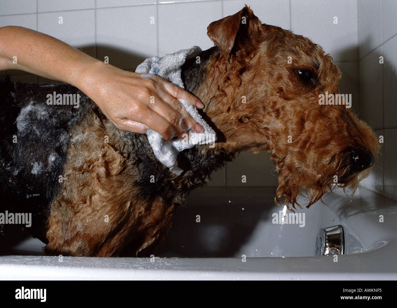 Washing hands animals hi-res stock photography and images - Alamy