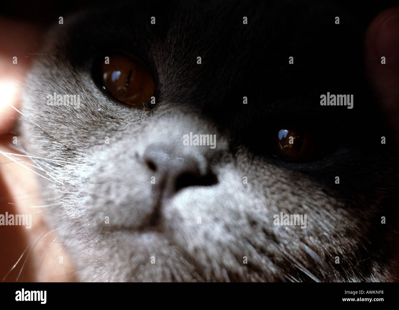 Persian cat's face with shadow Stock Photo - Alamy
