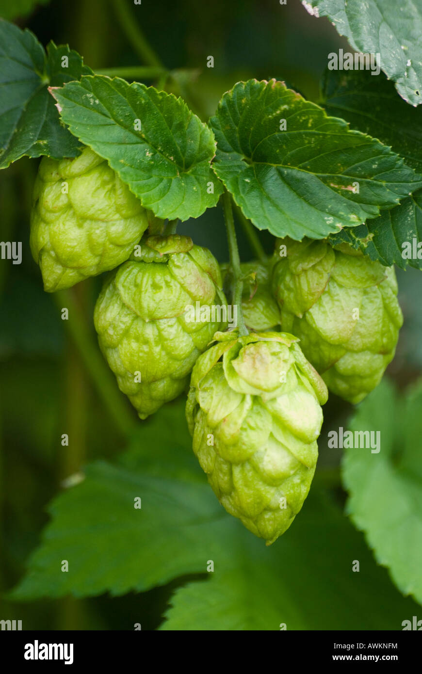Ripe hop fruits hi-res stock photography and images - Alamy