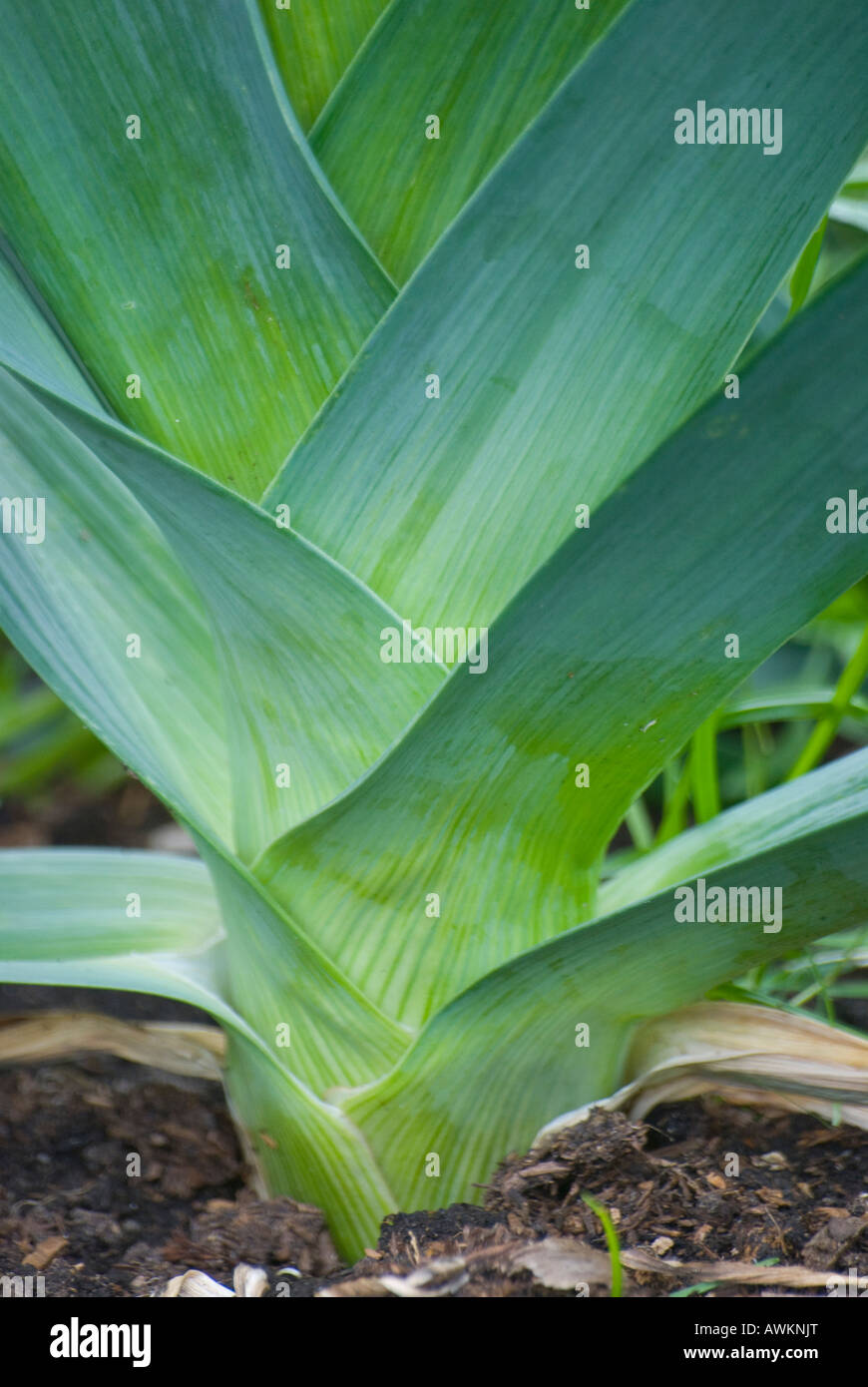 Leaf pattern of a leek Stock Photo - Alamy