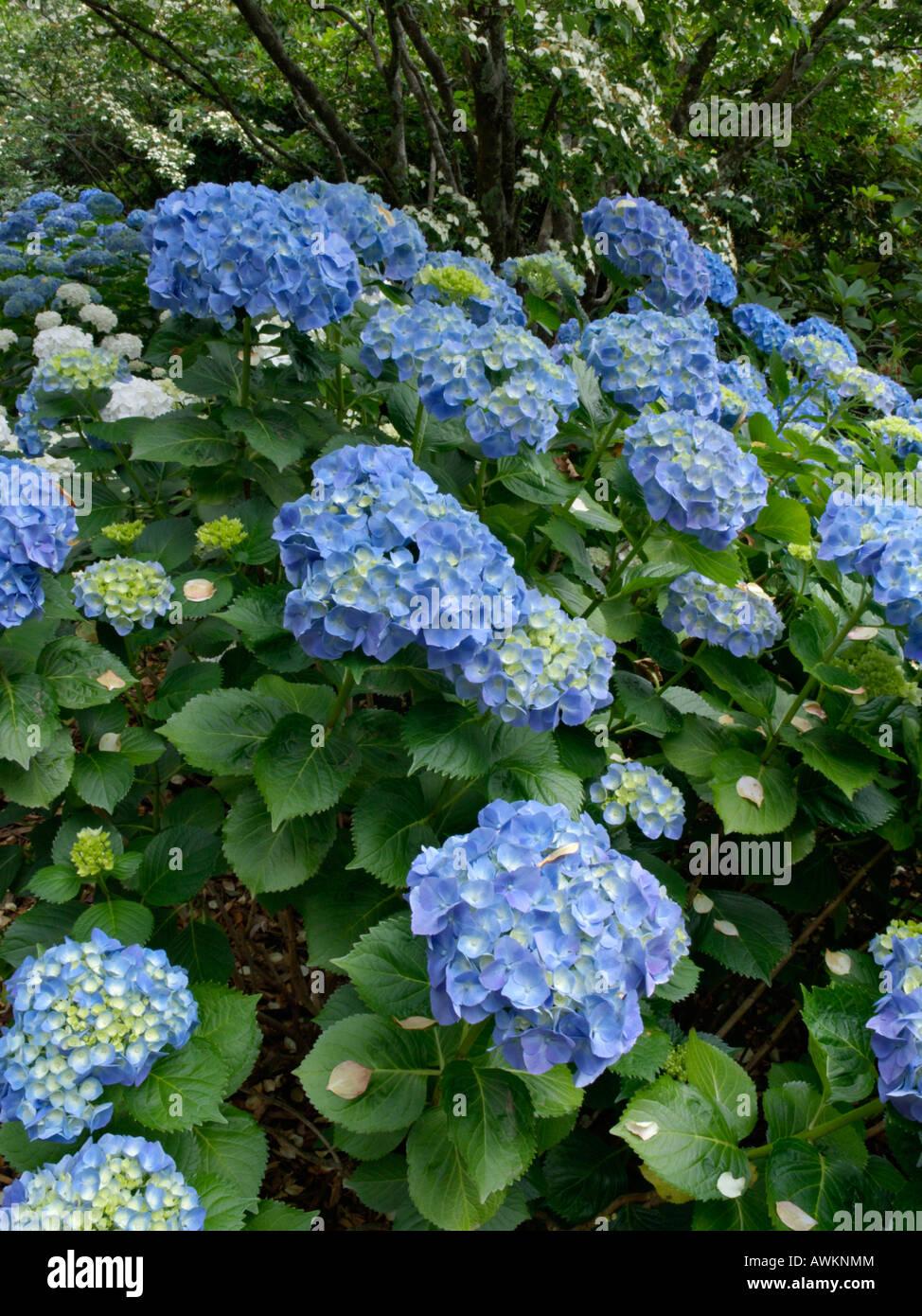 Big-leaved hydrangea (Hydrangea macrophylla Stock Photo - Alamy