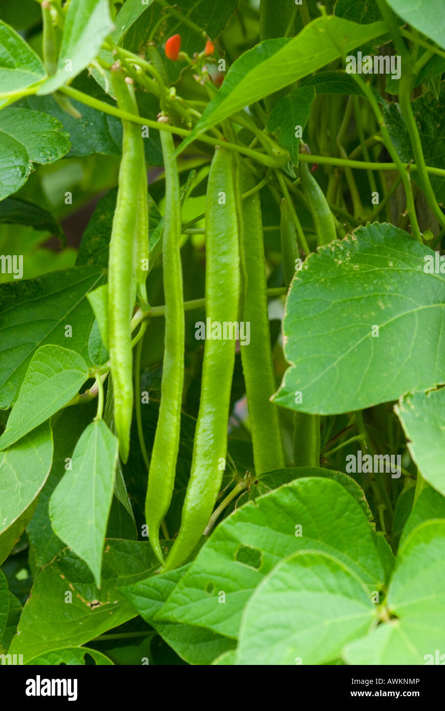 Scarlet runner beans hi-res stock photography and images - Alamy