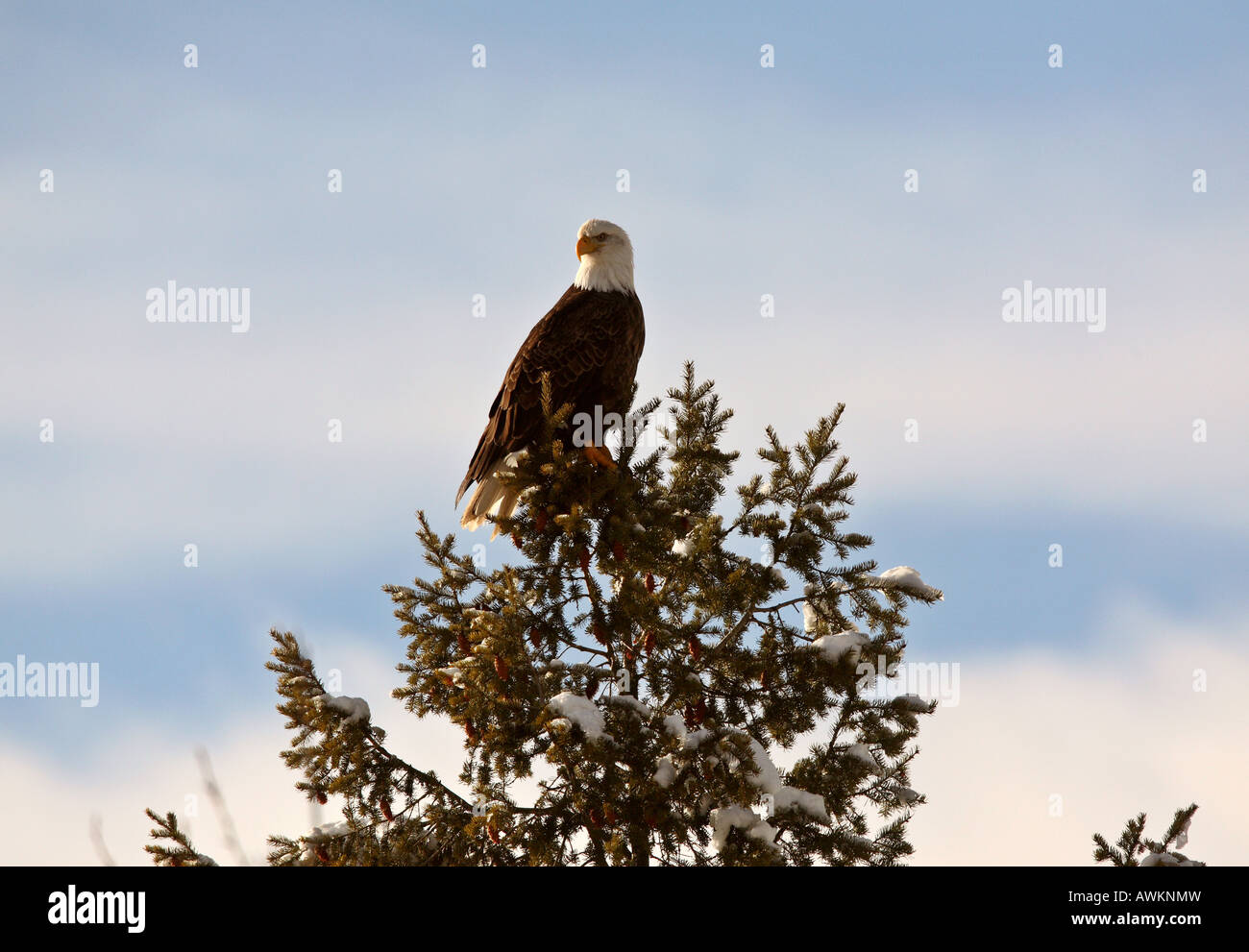 Bald Eagle perched in tree Stock Photo - Alamy