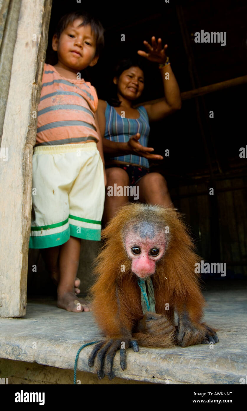 Baby Uakari Monkey