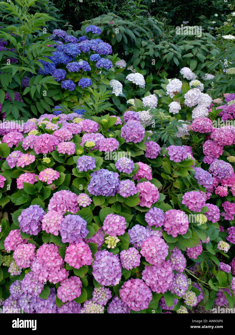 Big-leaved hydrangea (Hydrangea macrophylla Stock Photo - Alamy