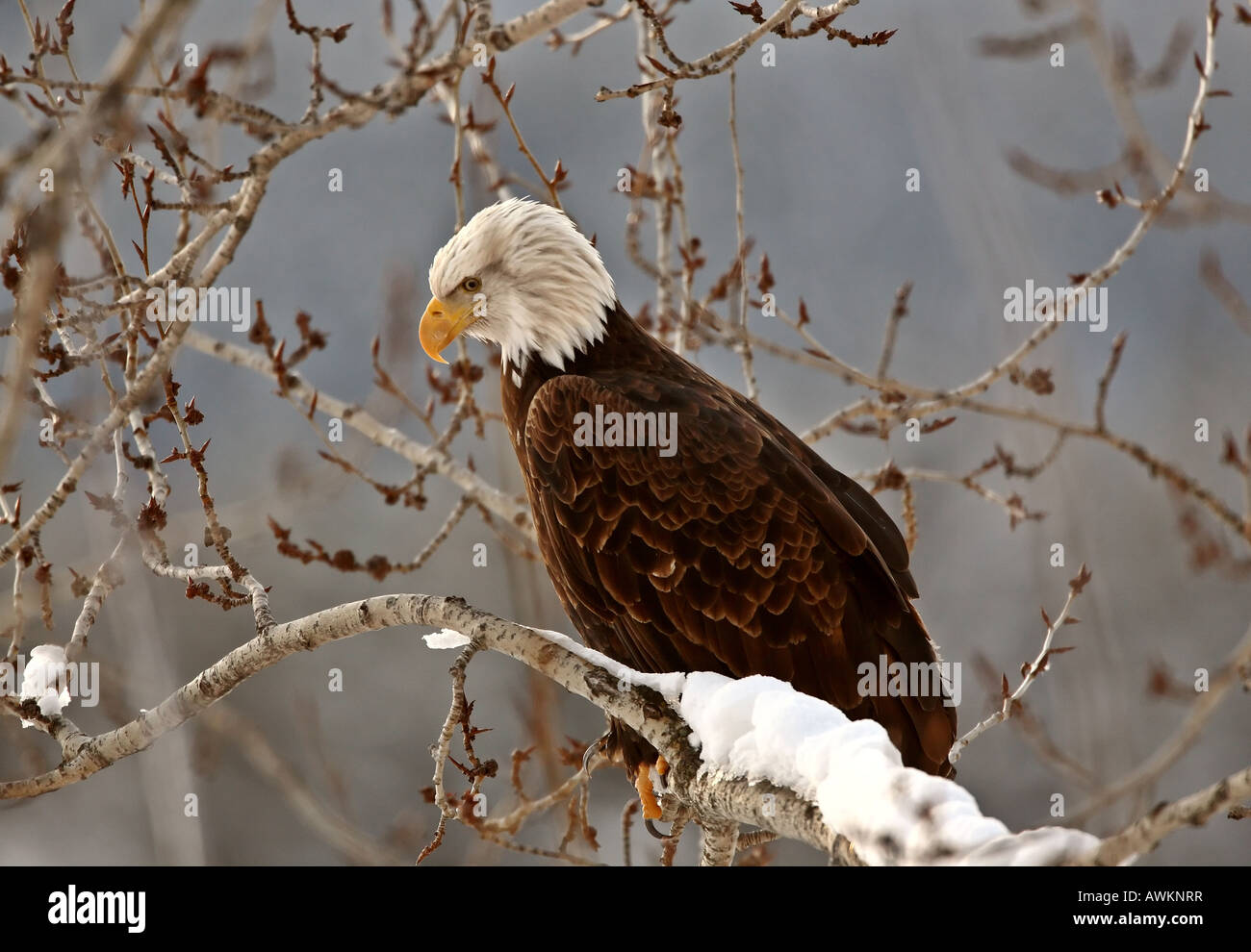 Perched eagle bald hi-res stock photography and images - Alamy