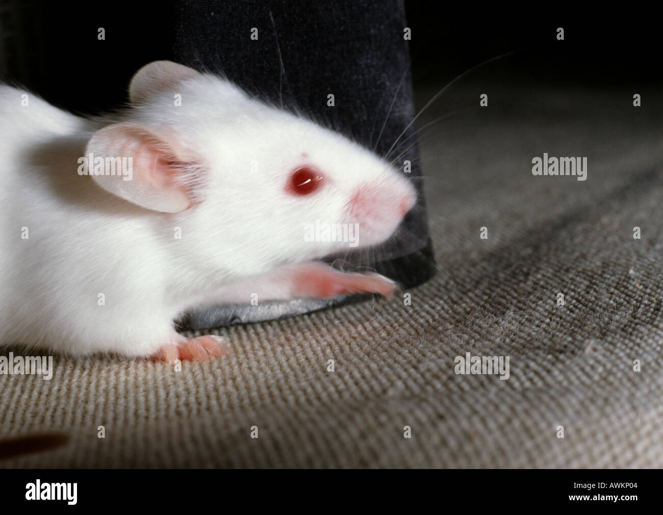 Mouse genetics hi-res stock photography and images - Alamy