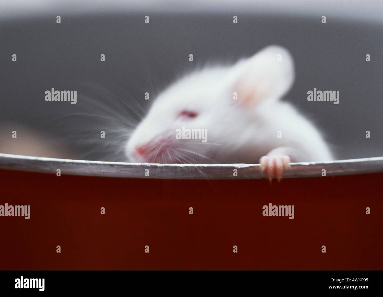 White mouse, holding on to edge of container Stock Photo - Alamy