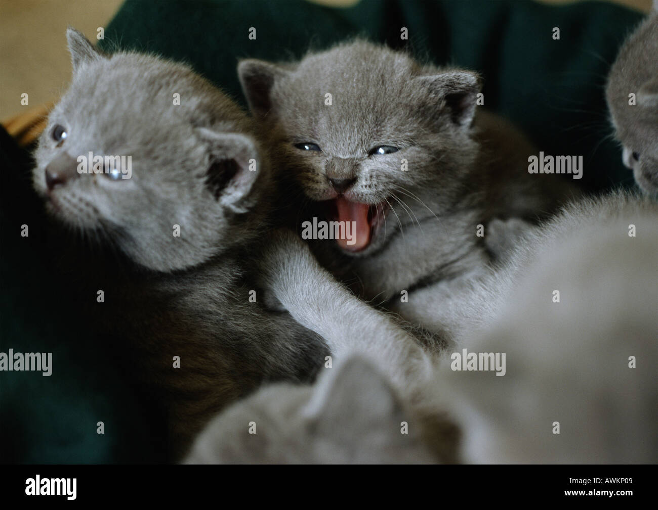 Grey Chartreux kittens Stock Photo - Alamy